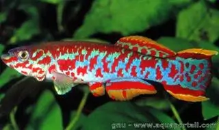 Fundulopanchax gardneri (killi de Gardner)