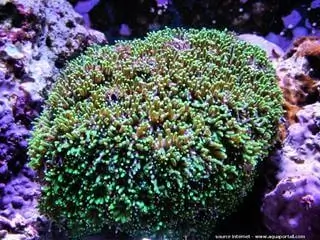 Galaxea fascicularis