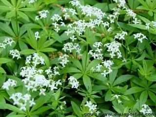 Galium odoratum (aspérule odorante)