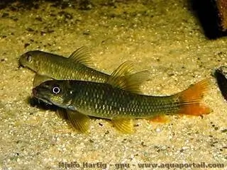 Garra rufa (poisson docteur)