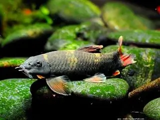 Garra rufa (poisson docteur)