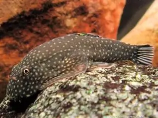 Gastromyzon scitulus (Loche charmante)