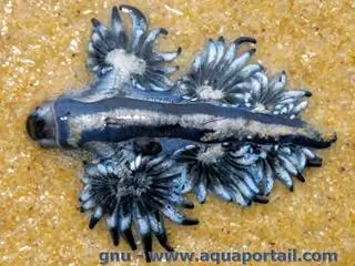 Glaucus marginatus (glaucinin australien)