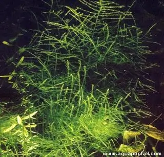 Glossadelphus zollingeri (mousse de Bogor)