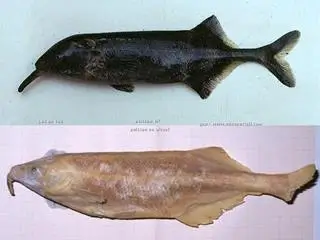 Gnathonemus petersii Poisson-éléphant à long nez