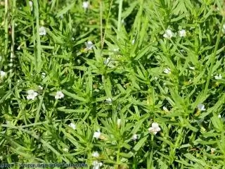 Gratiola officinalis : gratiole officinale
