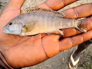 Haplochromis phytophagus (xystichromis phytophagus)