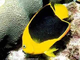 Holacanthus ciliaris (poisson-ange royal)