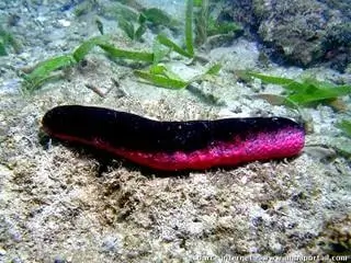 Holothuria hilla (Concombre de mer tamiseur)