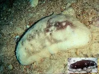 Holothuria hilla Concombre de mer tamiseur