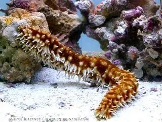 Holothuria atra (holothurie commune)