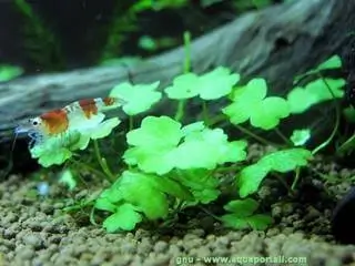 Hydrocotyle tripartita