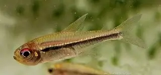 Hyphessobrycon heterorhabdus (tétra drapeau)
