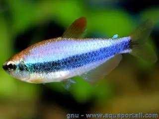 Inpaichthys kerri (tétra royal)