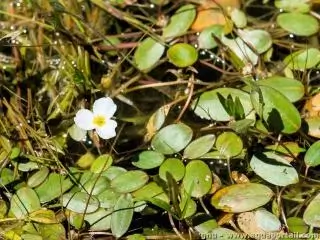 Luronium natans : flûteau nageant