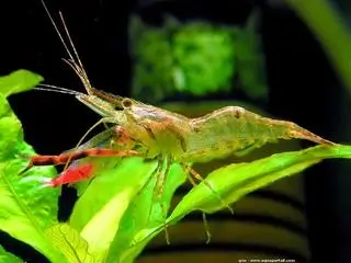 Macrobrachium rosenbergii (crevette géante)