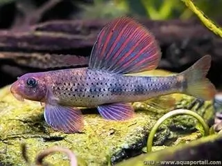 Microphysogobio tafangensis