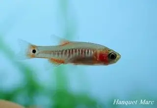 Microdevario kubotai (néon vert d'Asie)