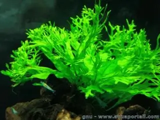 Microsorum pteropus (fougère de Java)