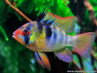 Mikrogeophagus ramirezi