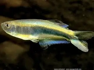 Mimagoniates microlepis (Tétra bleu)