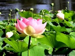 Éclosion d'une fleur : définition et explications