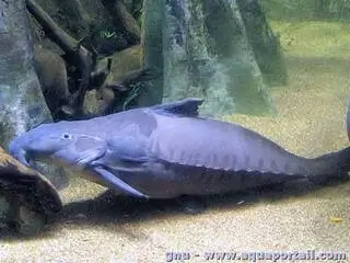 Oxydoras niger