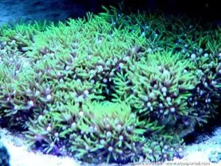 Briareum violaceum (pachyclavularia violacea)