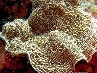Pachyseris speciosa : corail plateau strié