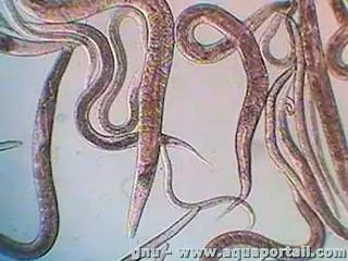 Panagrellus silusiae (microver)