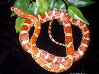 Pantherophis emoryi (Serpent ratier des plaines)