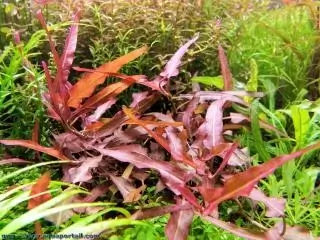 Persicaria amphibia (renouée aquatique)