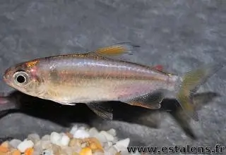 Phenacogrammus interruptus (Tétra du Congo, Phénaco)