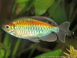 Phenacogrammus major