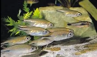 Phenacogrammus interruptus (Tétra du Congo, Phénaco)