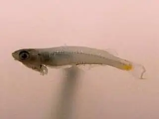 Phenacostethus smithi (poisson priapium de Smith)