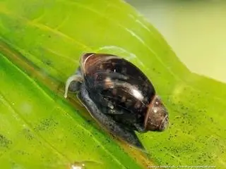 Physa marmorata (physe)