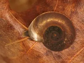 Planorbis planorbis (planorbe commune)