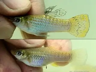 Poecilia butleri (molly pacifique)