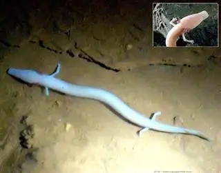 Proteus anguinus (protée)