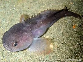 Psychrolutes marcidus (blobfish)