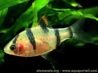 Puntigrus tetrazona (barbus de Sumatra)