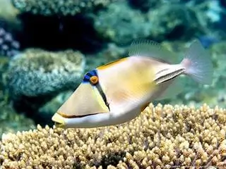 Rhinecanthus aculeatus (Baliste picasso)