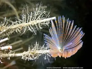 Sabella lamyi Petite sabelle indienne