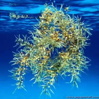 Sargassum natans (sargasse à feuilles étroites)