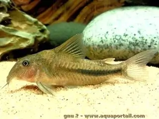 Scleromystax barbatus (corydoras barbatus)