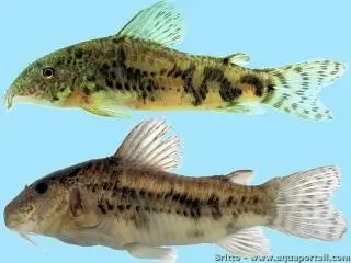 Scleromystax barbatus (Corydoras barbatus)