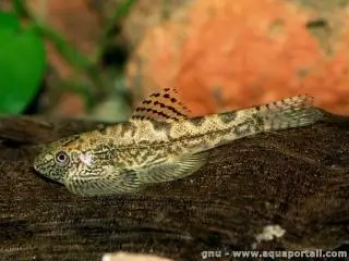 Sewellia lineolata (loche lignée)