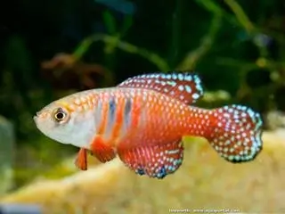 Hypsolebias (genre)