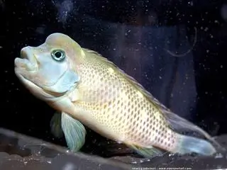 Steatocranus casuarius (cichlidé Tête de Lion)